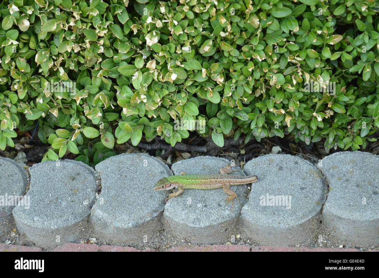 Lizard without tail hi-res stock photography and images - Alamy