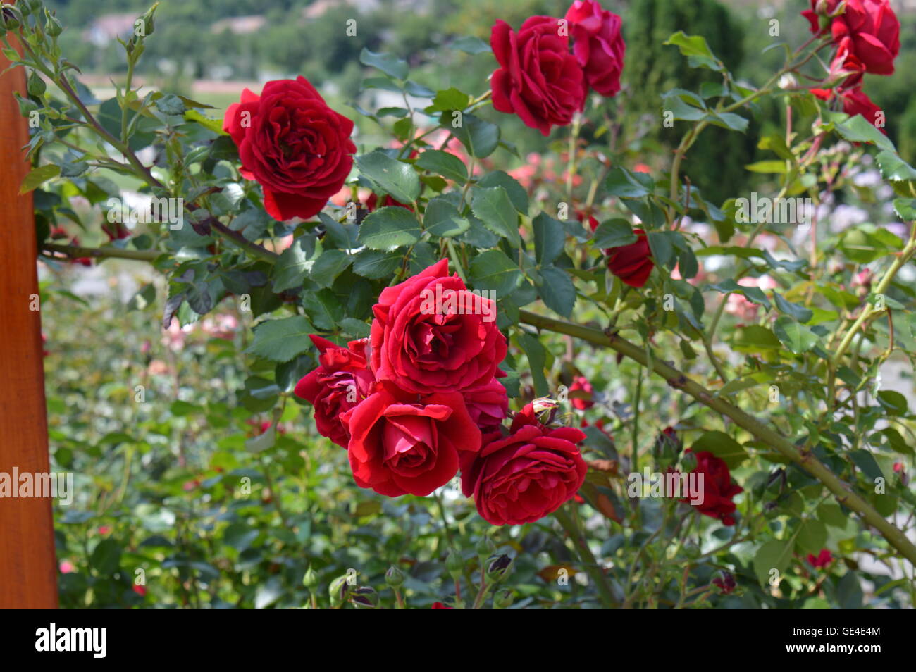 Bright colored roses hi-res stock photography and images - Alamy