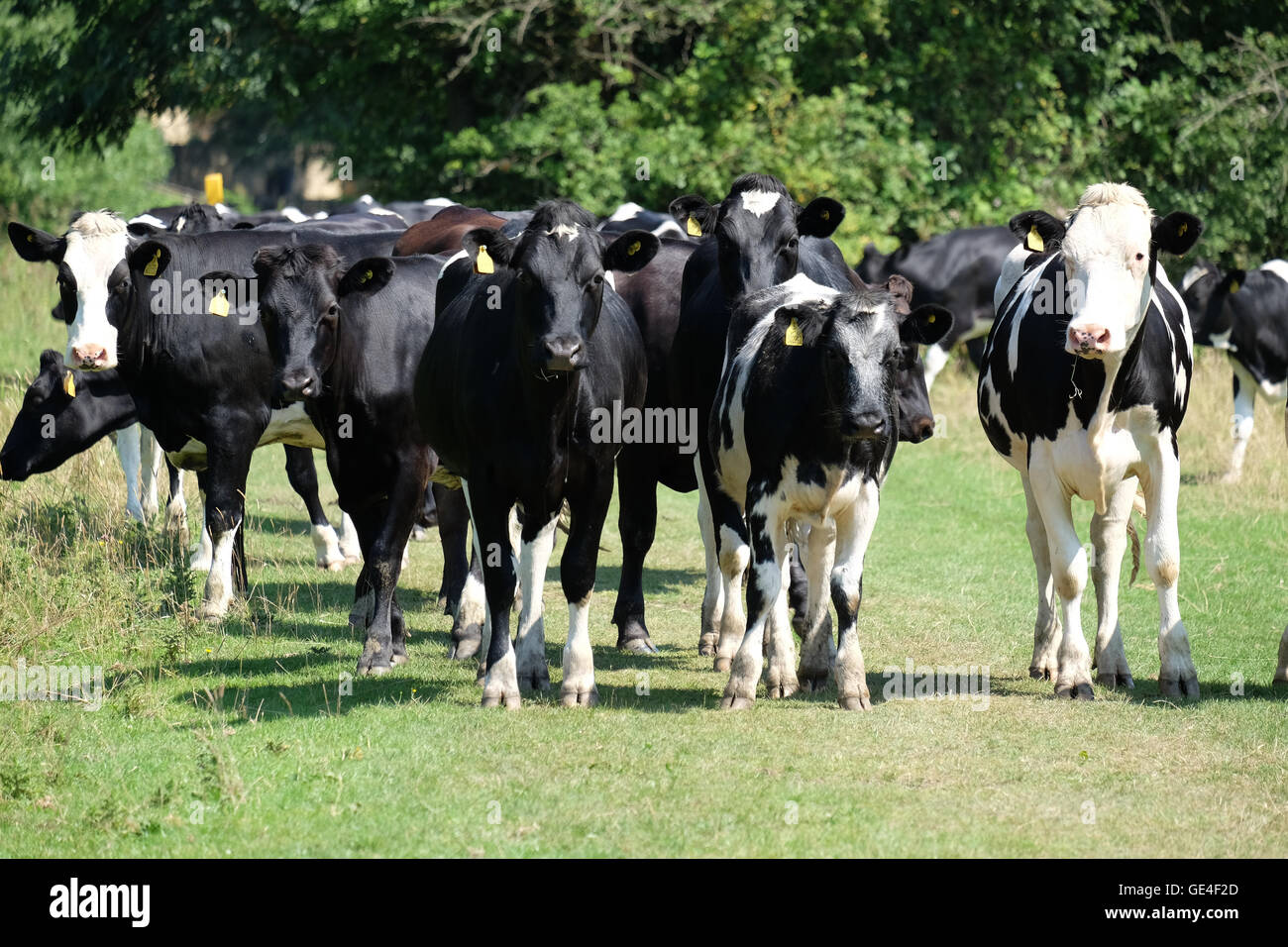 Cattle bovine farming hi-res stock photography and images - Alamy
