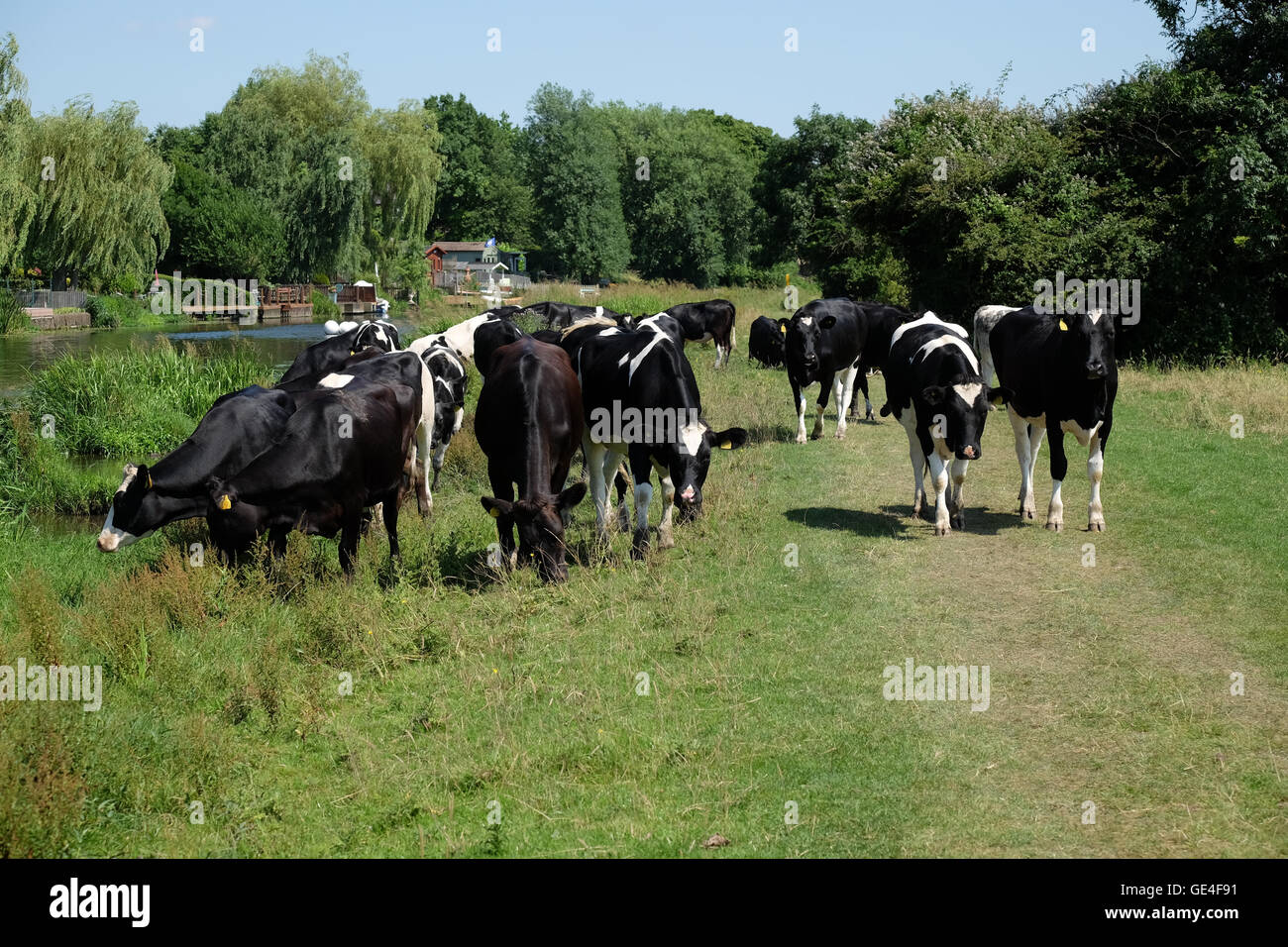 Cattle bovine farming hi-res stock photography and images - Alamy
