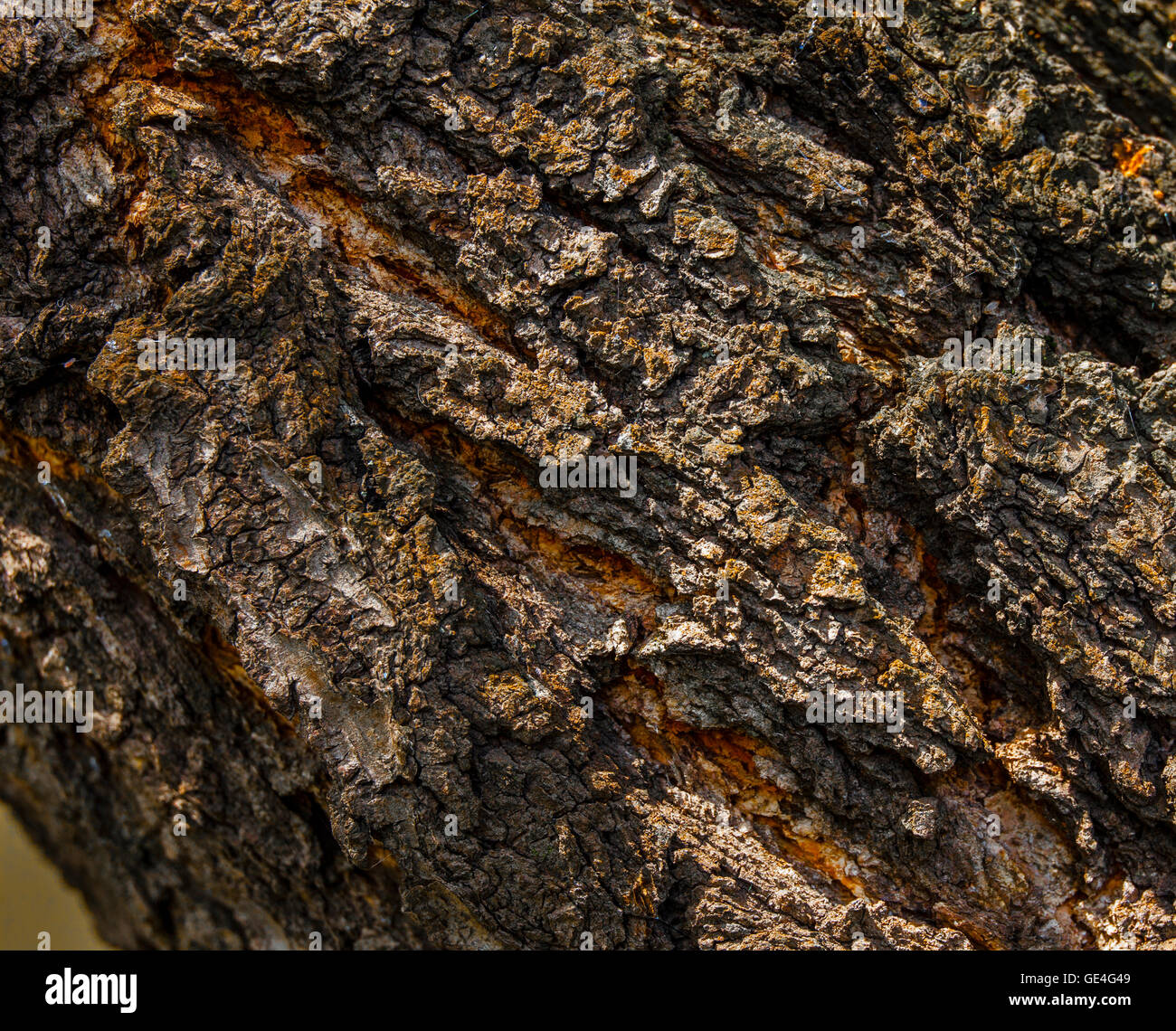 Tree bark texture Stock Photo - Alamy