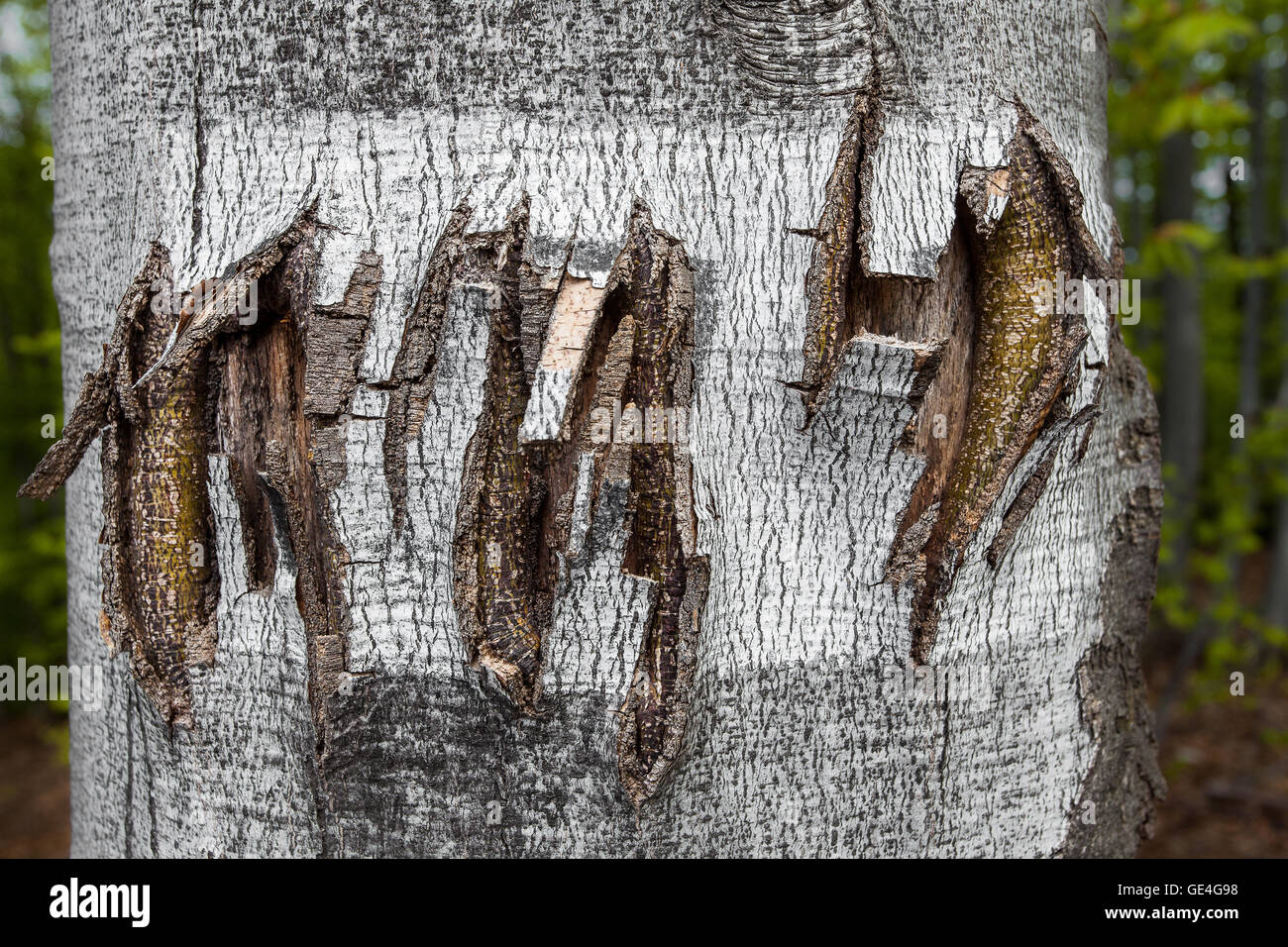 Bark material hi-res stock photography and images - Alamy