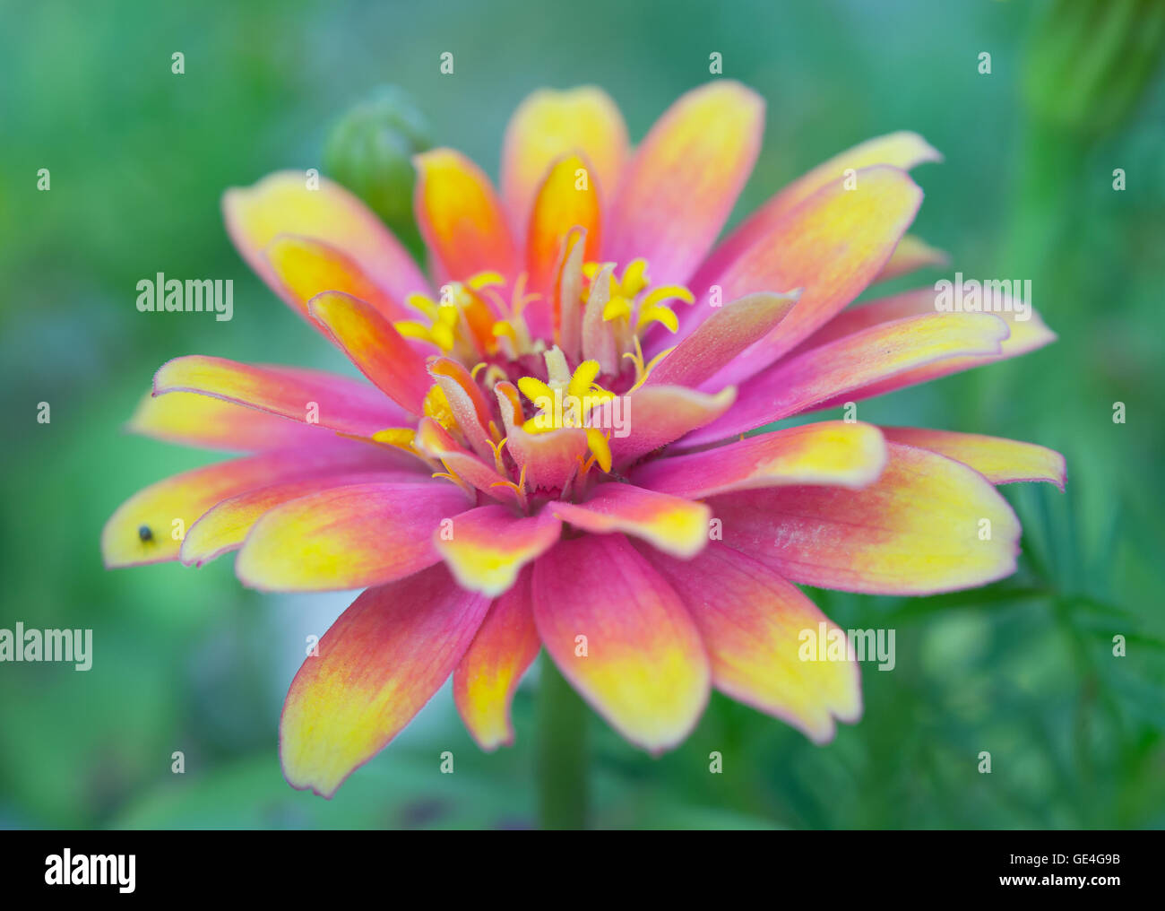 Pink and yellow hybrid Aster flower (Science name Callistephus ...