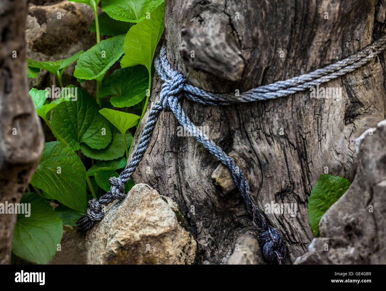 Tree knots hi-res stock photography and images - Alamy