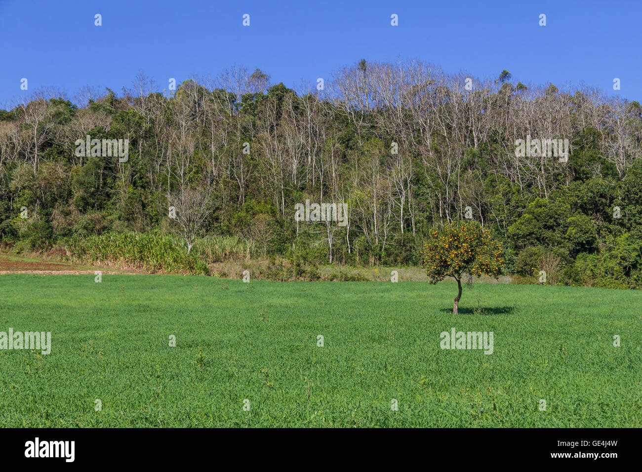 Tangerine tree in a Farm Stock Photo - Alamy