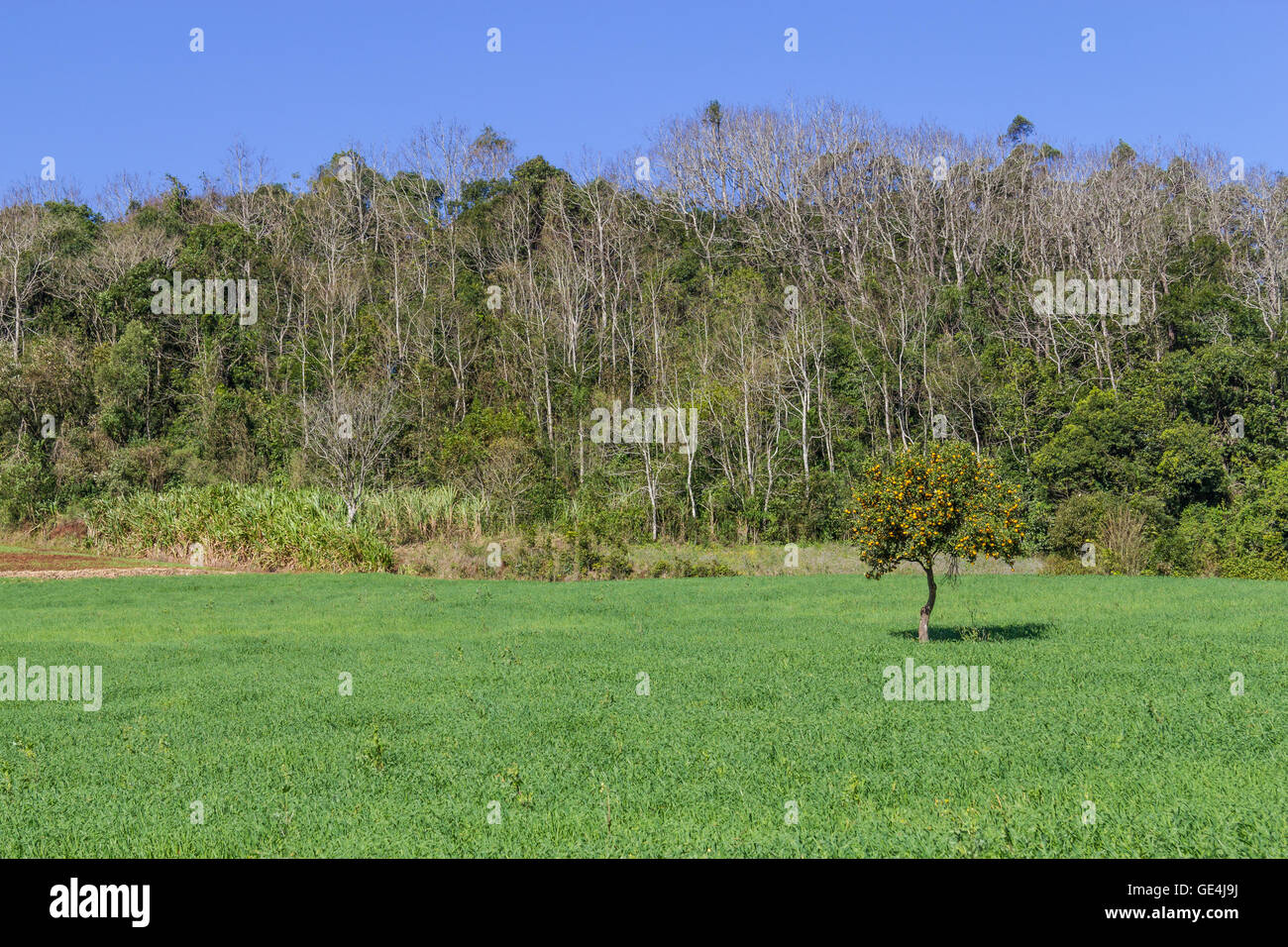 Tangerine tree in a Farm Stock Photo - Alamy