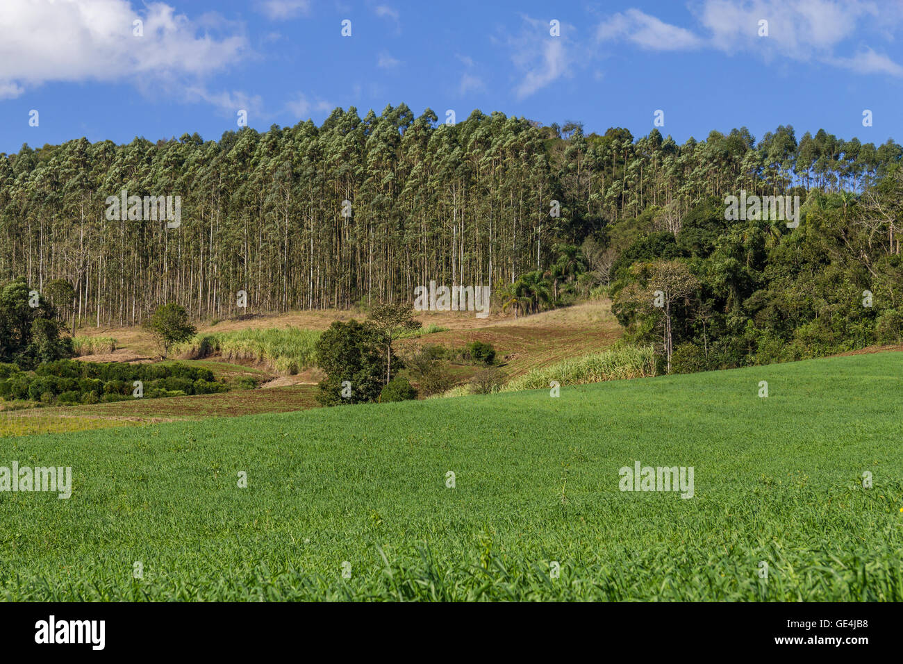 Tangerine tree in a Farm Stock Photo - Alamy