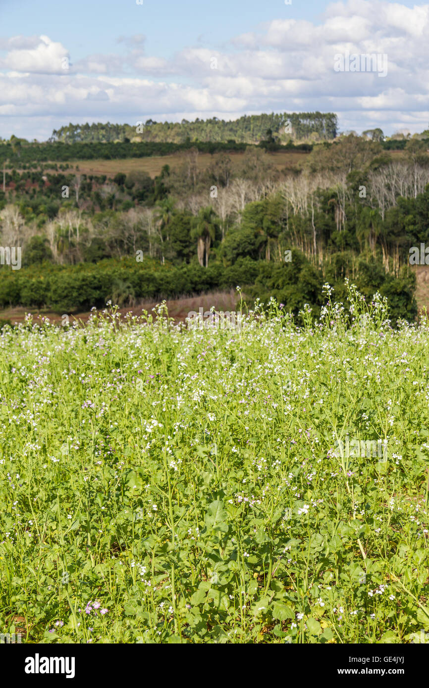 Small flower plantation in a farm Stock Photo - Alamy
