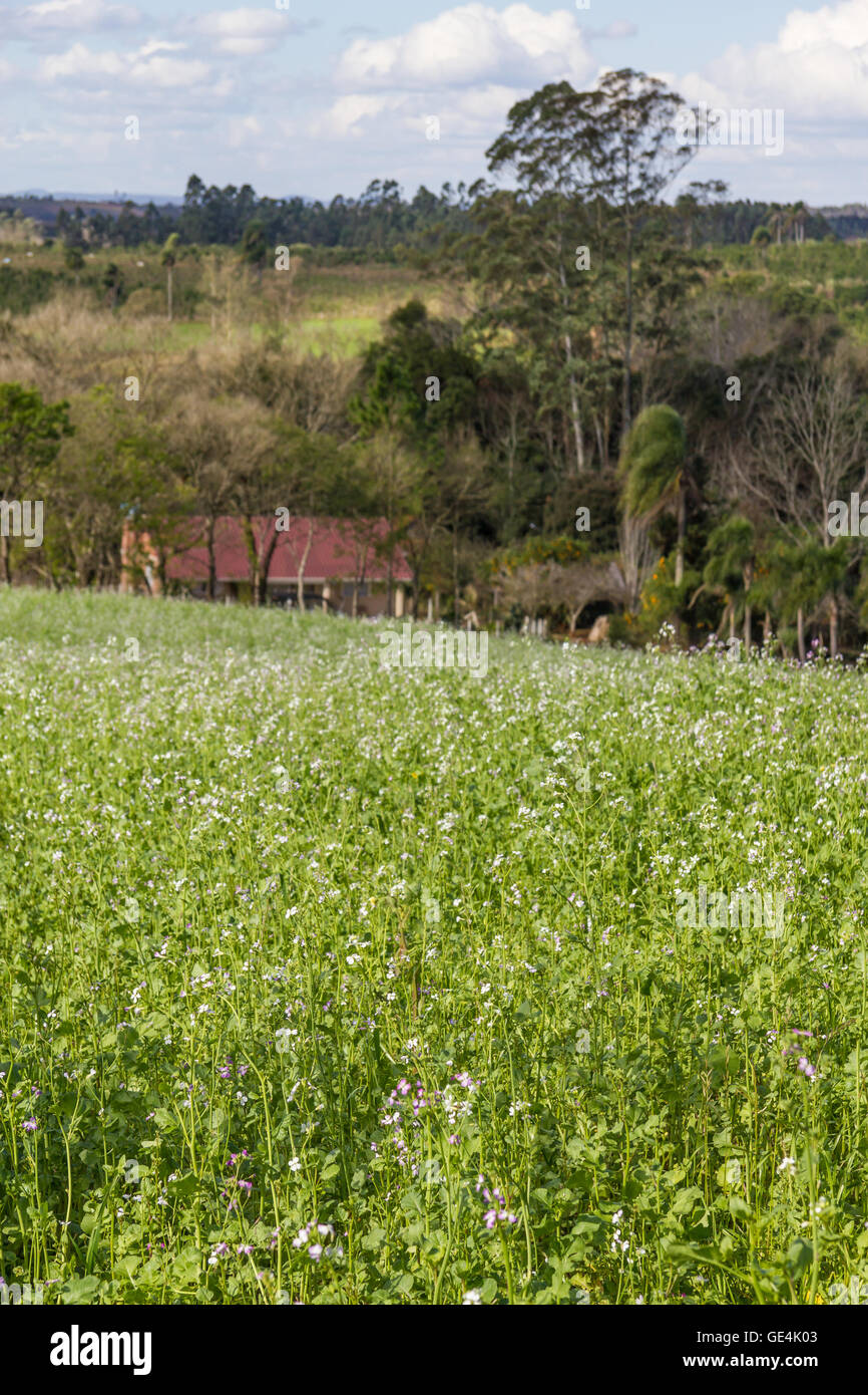 Small flower plantation in a farm Stock Photo - Alamy