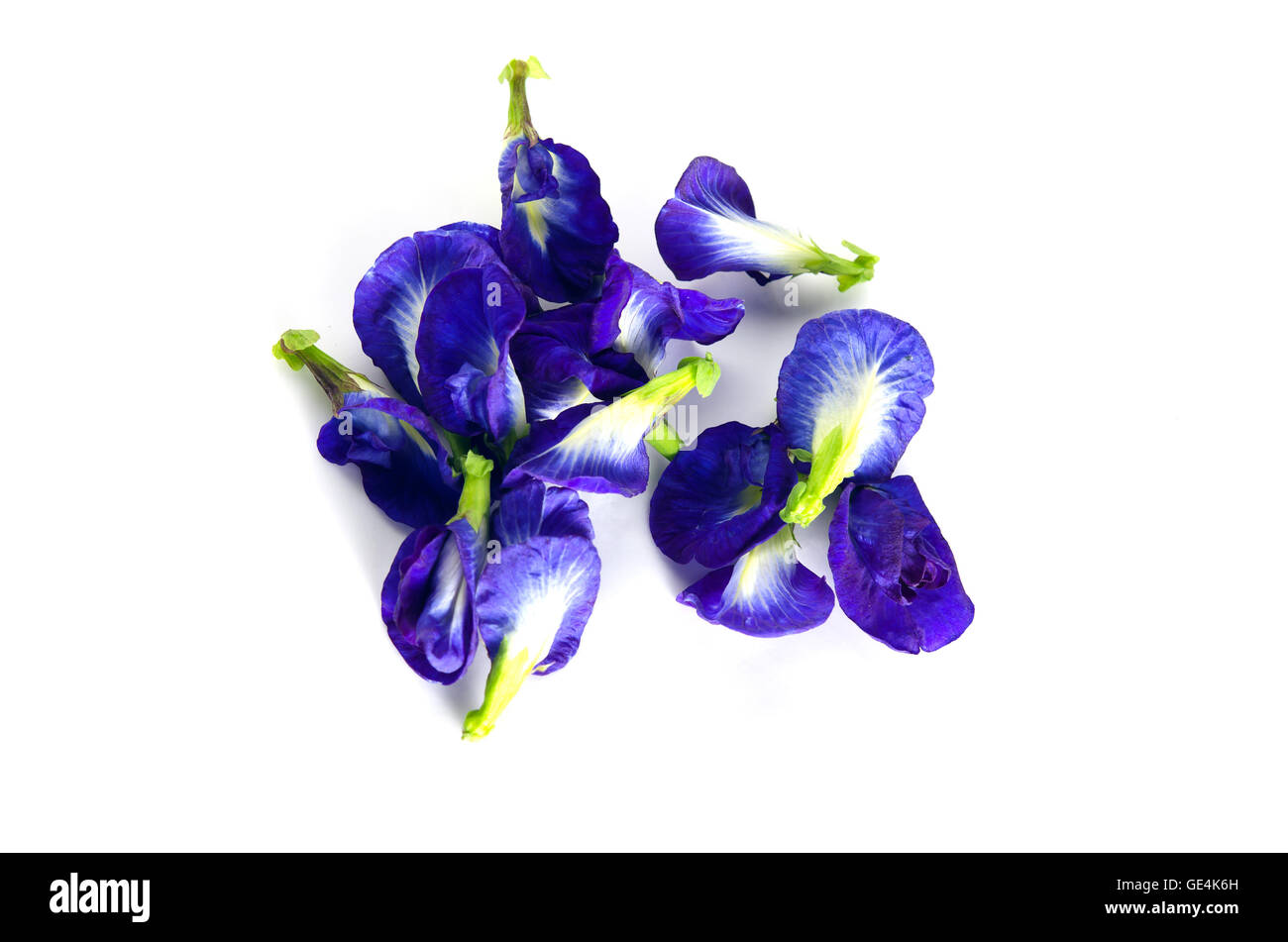 Butterfly pea or Blue pea flowers (Science name Clitoria ternatea L ...