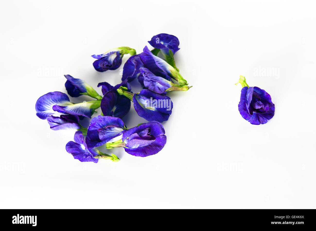 Butterfly pea or Blue pea flowers (Science name Clitoria ternatea L ...
