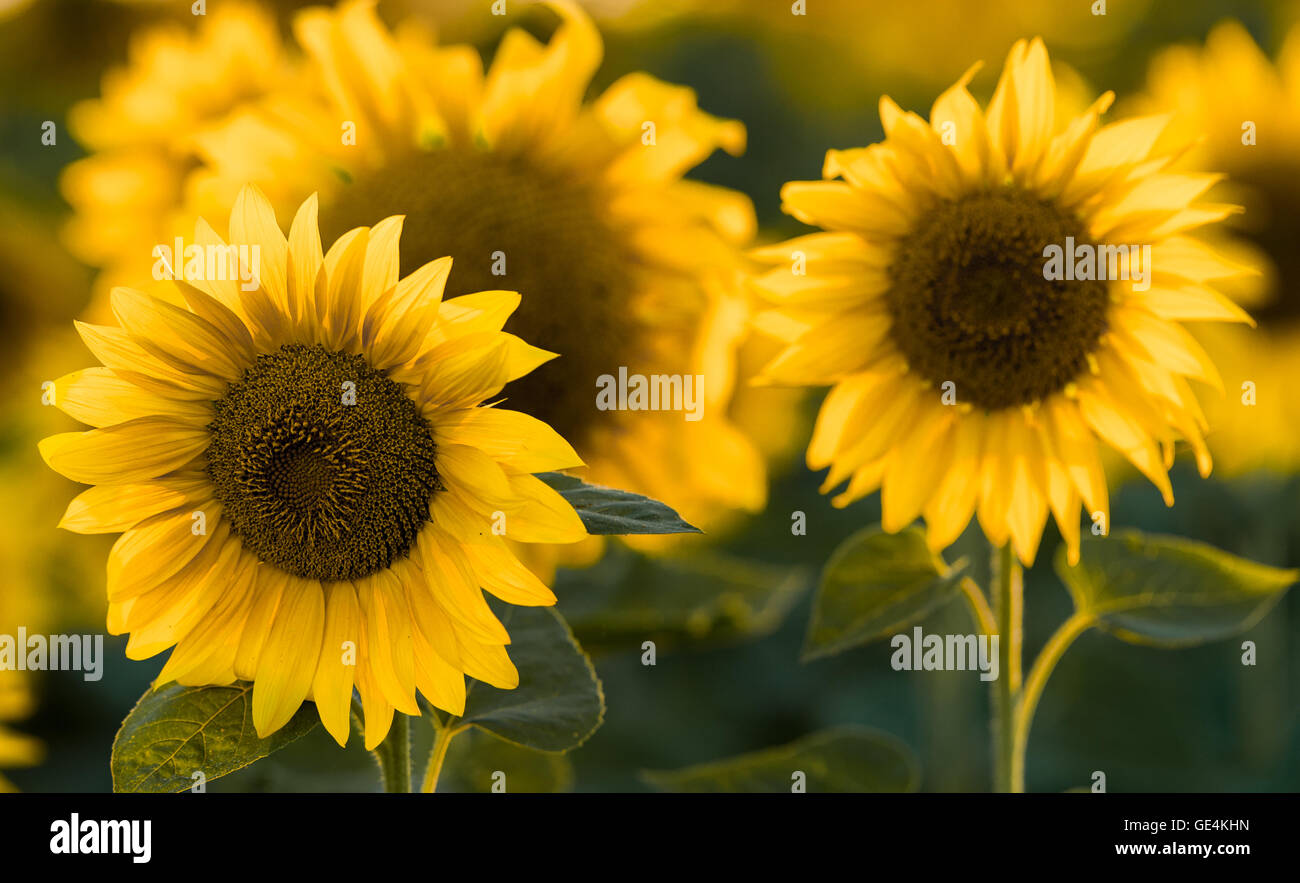 Sunbeam sunflower hi-res stock photography and images - Alamy