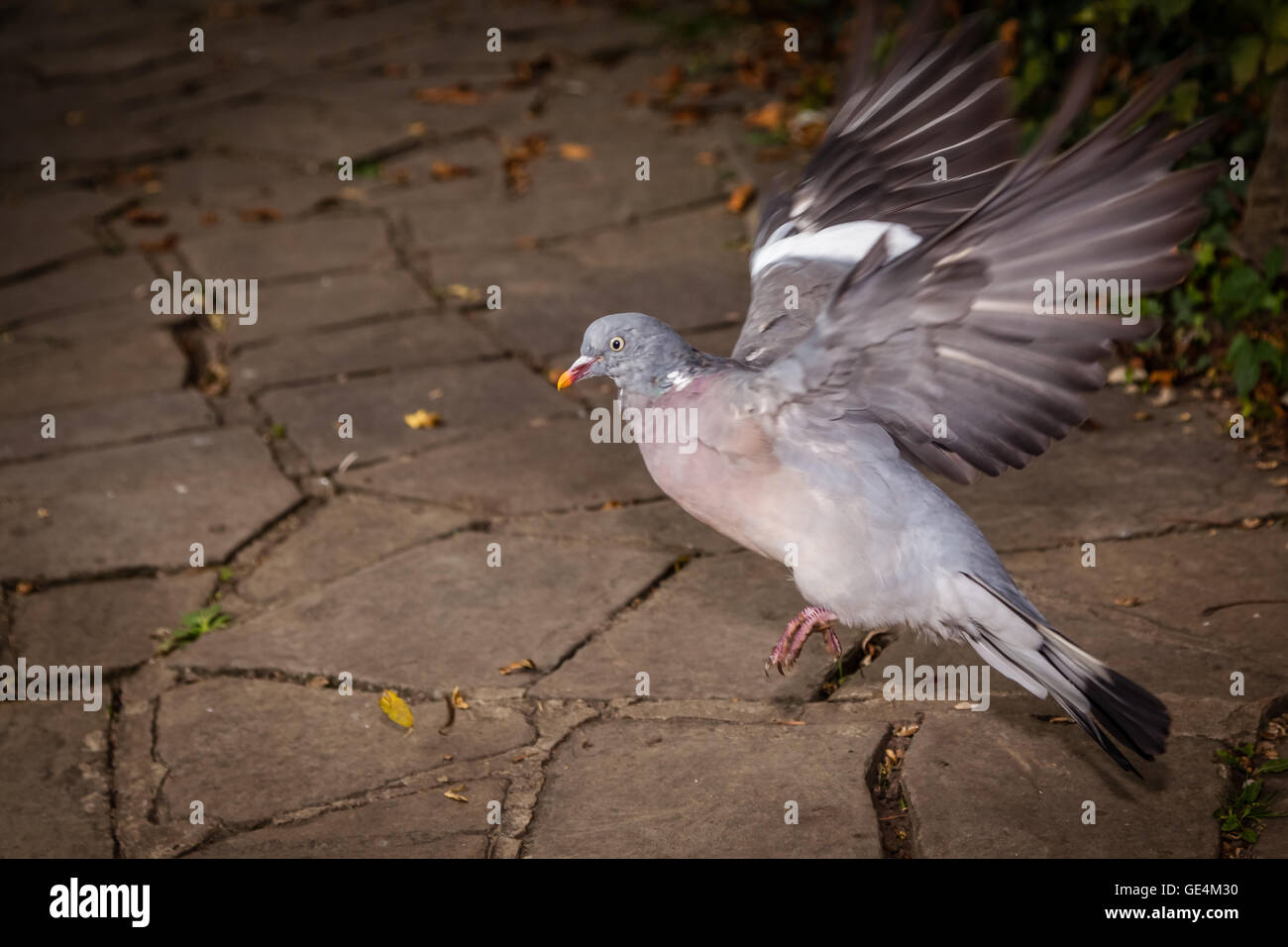 Pigeon about to take off from the ground Stock Photo - Alamy