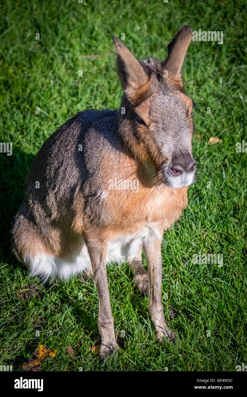 Patagonian Cavy Nose