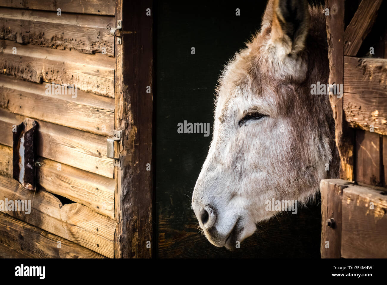 Donkey in a barn hi-res stock photography and images - Alamy