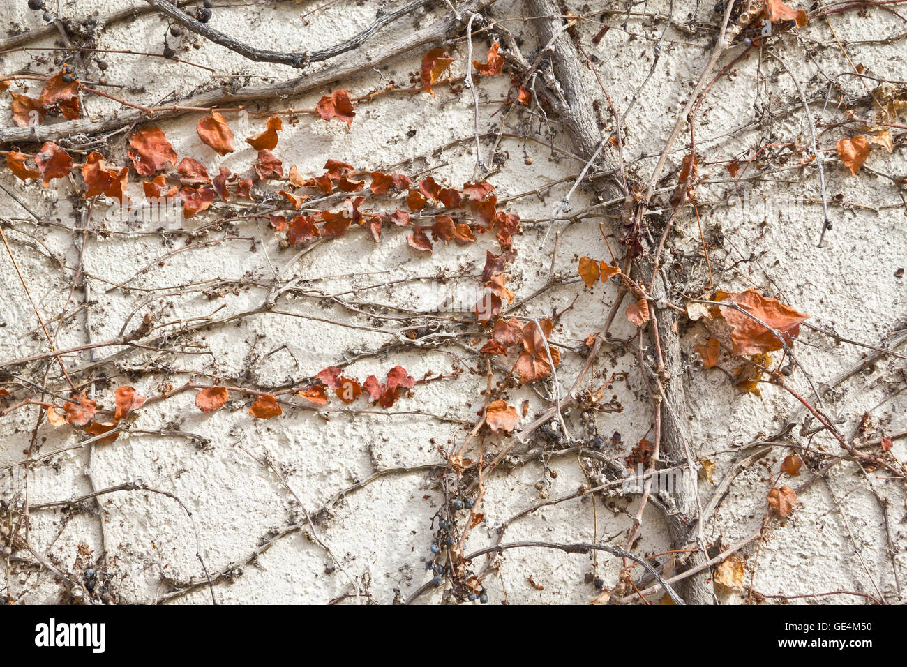 Dry grape plant Stock Photo - Alamy