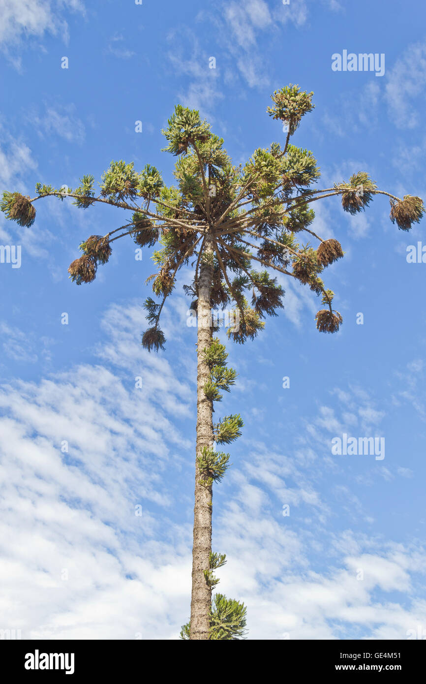 Parana pine hi-res stock photography and images - Alamy