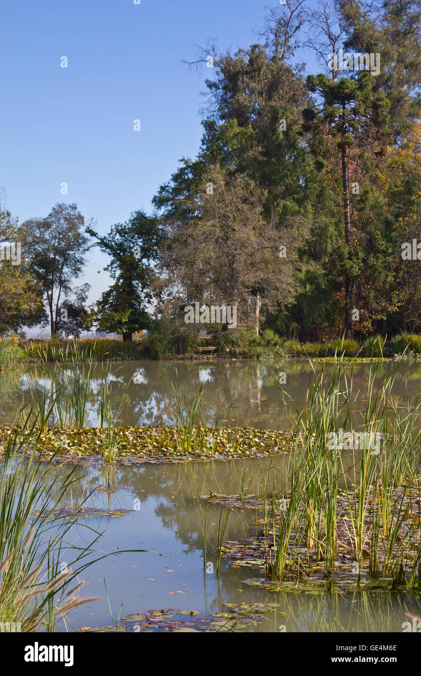 Lake and trees with reflections Stock Photo - Alamy