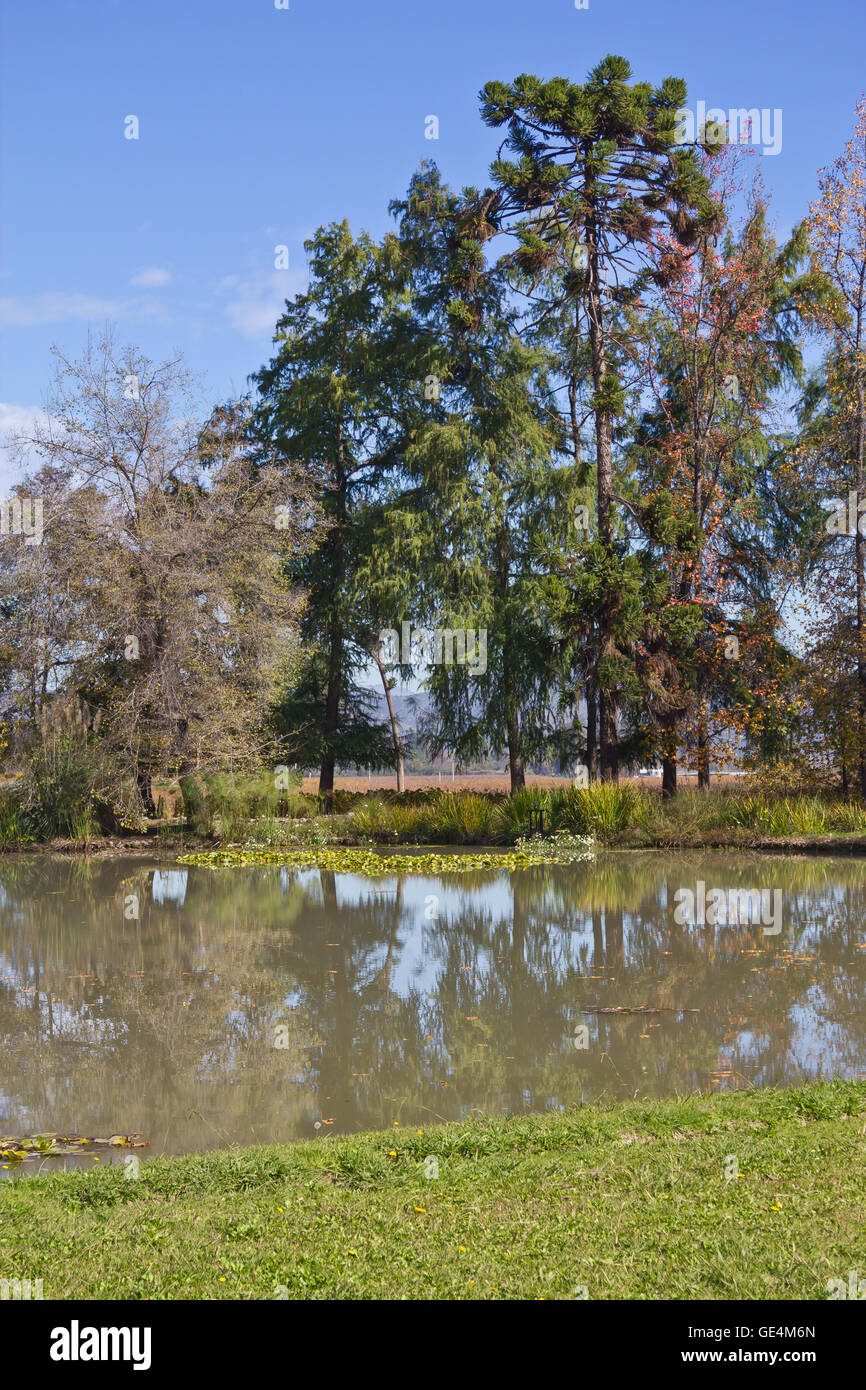 Lake and trees with reflections Stock Photo - Alamy
