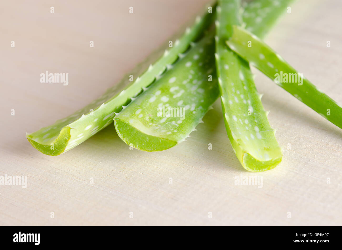 Aloe vera isolated Stock Photo - Alamy