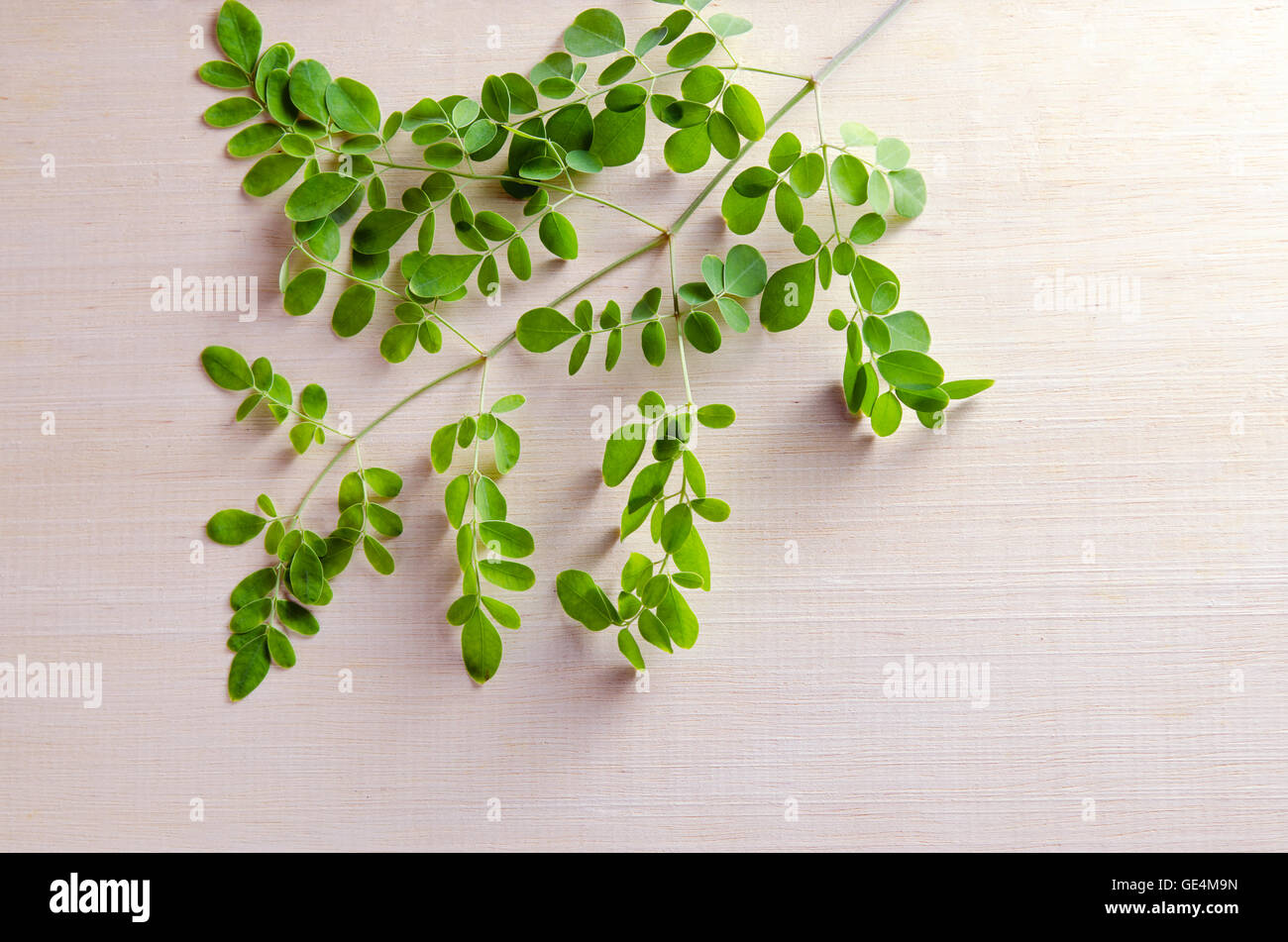 Moringa (Other names are Moringa oleifera Lam., MORINGACEAE, Futaba kom ...