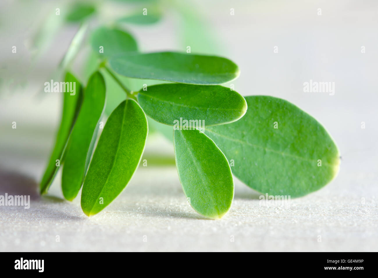 Moringa (Other names are Moringa oleifera Lam., MORINGACEAE, Futaba kom ...