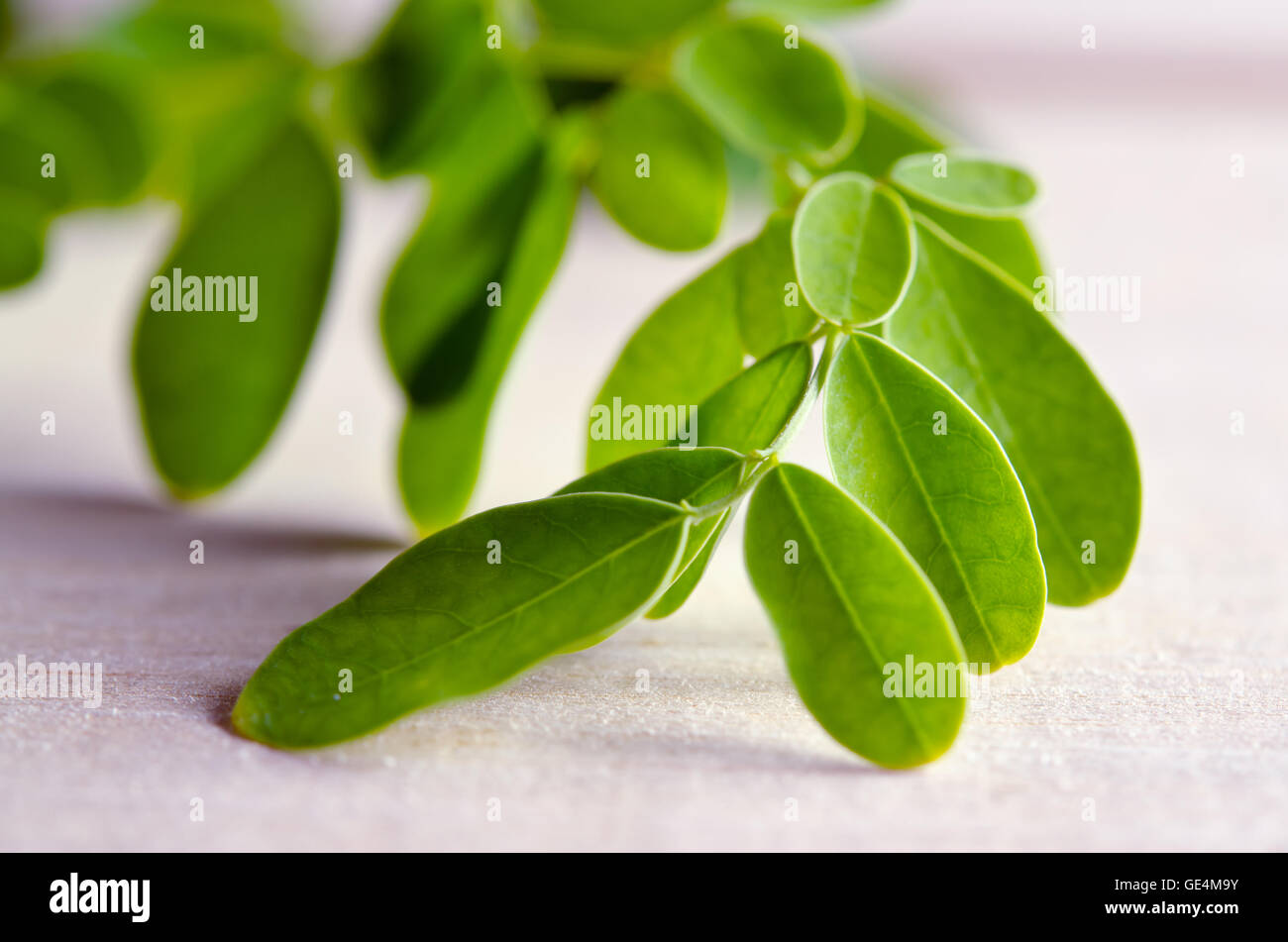 Moringa (Other names are Moringa oleifera Lam., MORINGACEAE, Futaba kom ...