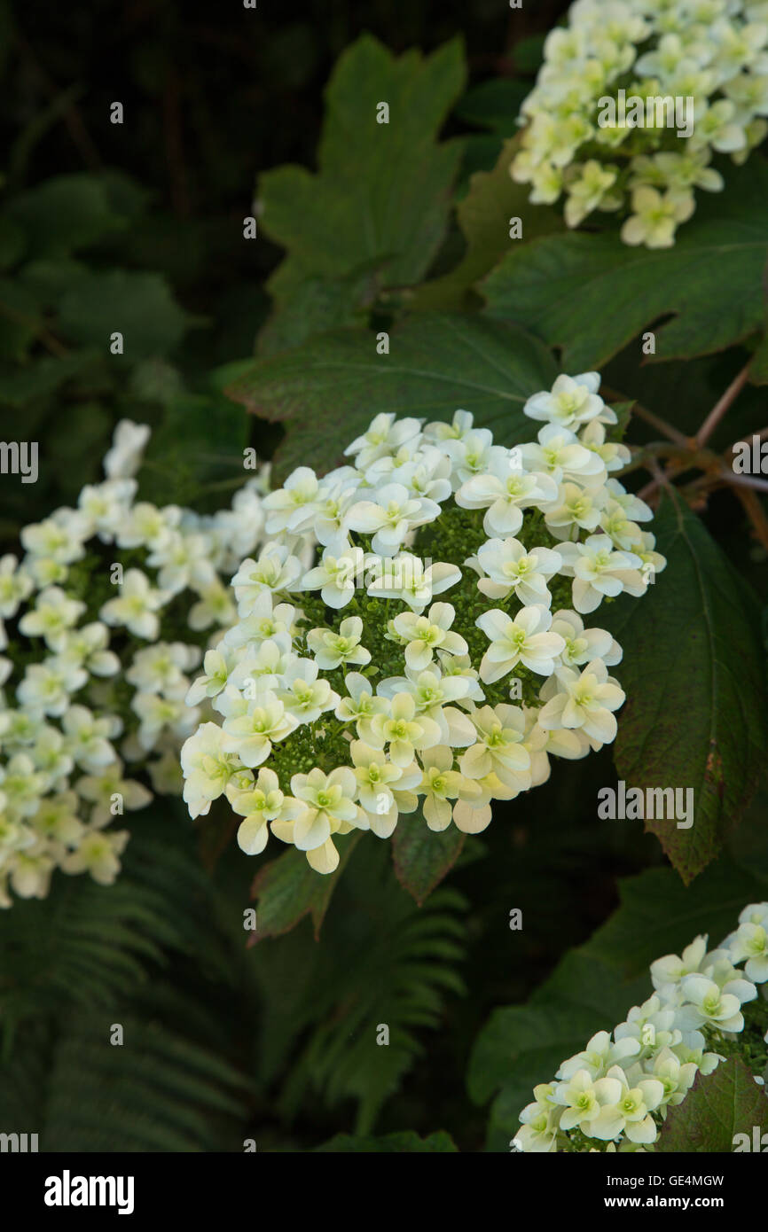 Hydrangea quercifolia hi-res stock photography and images - Alamy