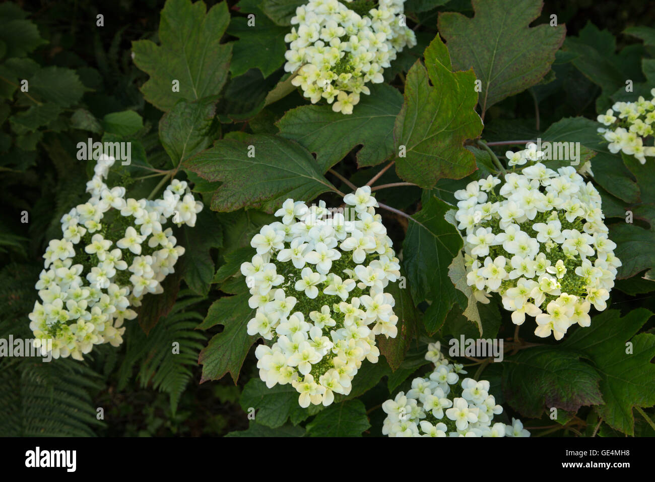 Hydrangea quercifolia hi-res stock photography and images - Alamy