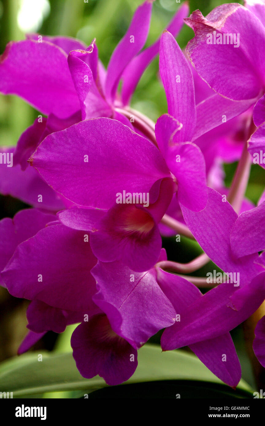 Dendrobium Kingianum High Resolution Stock Photography and Images - Alamy