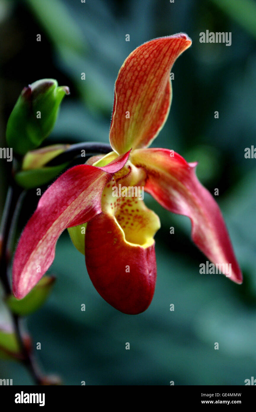 Orchid phragmipedium hi-res stock photography and images - Alamy