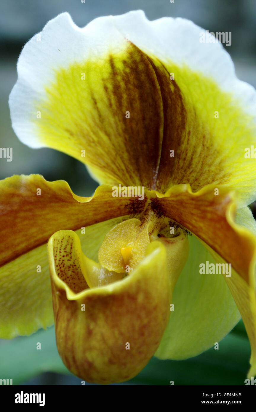 An orchid from india hi-res stock photography and images - Alamy