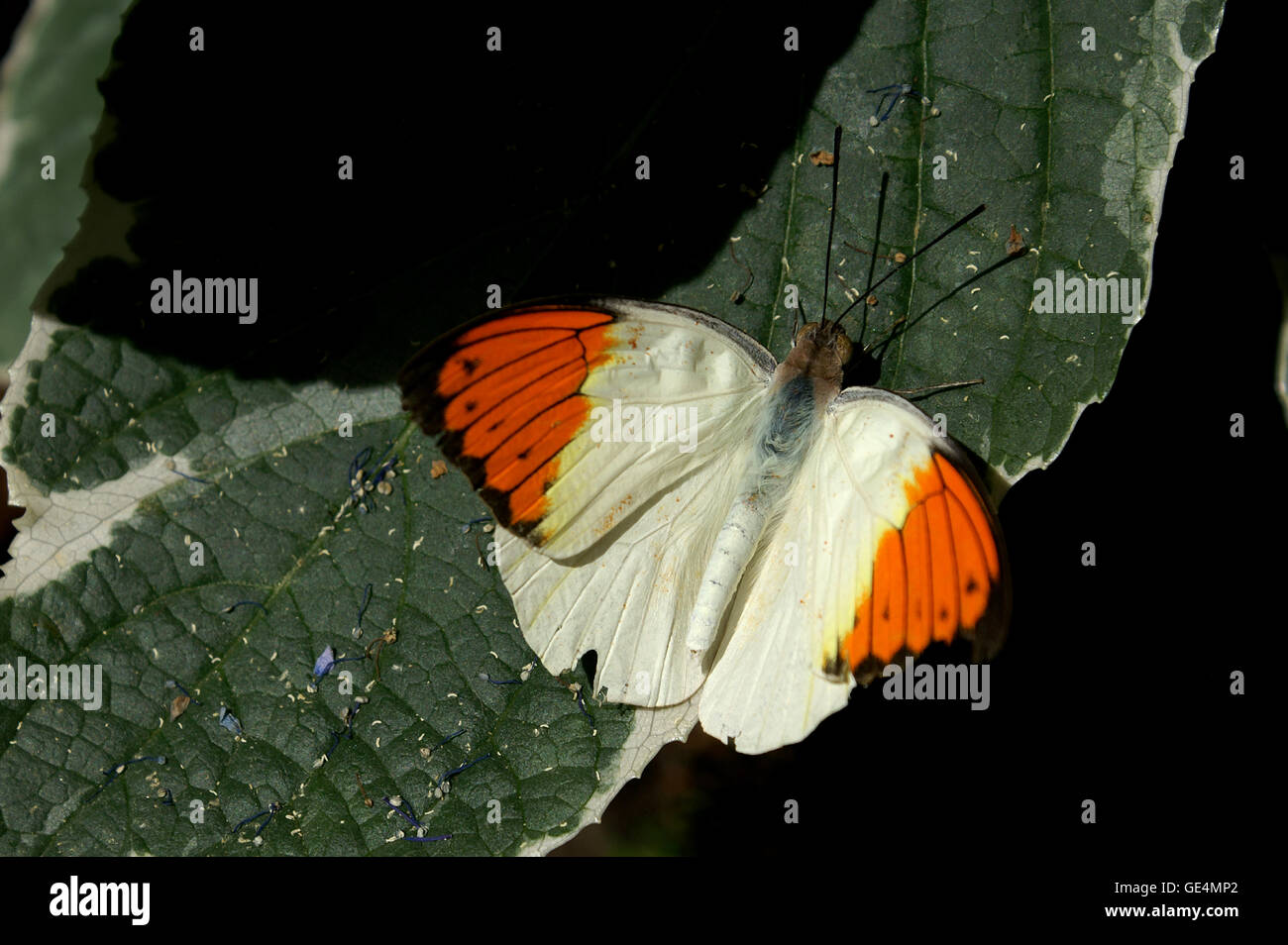 Anthocaris cardamines hi-res stock photography and images - Alamy