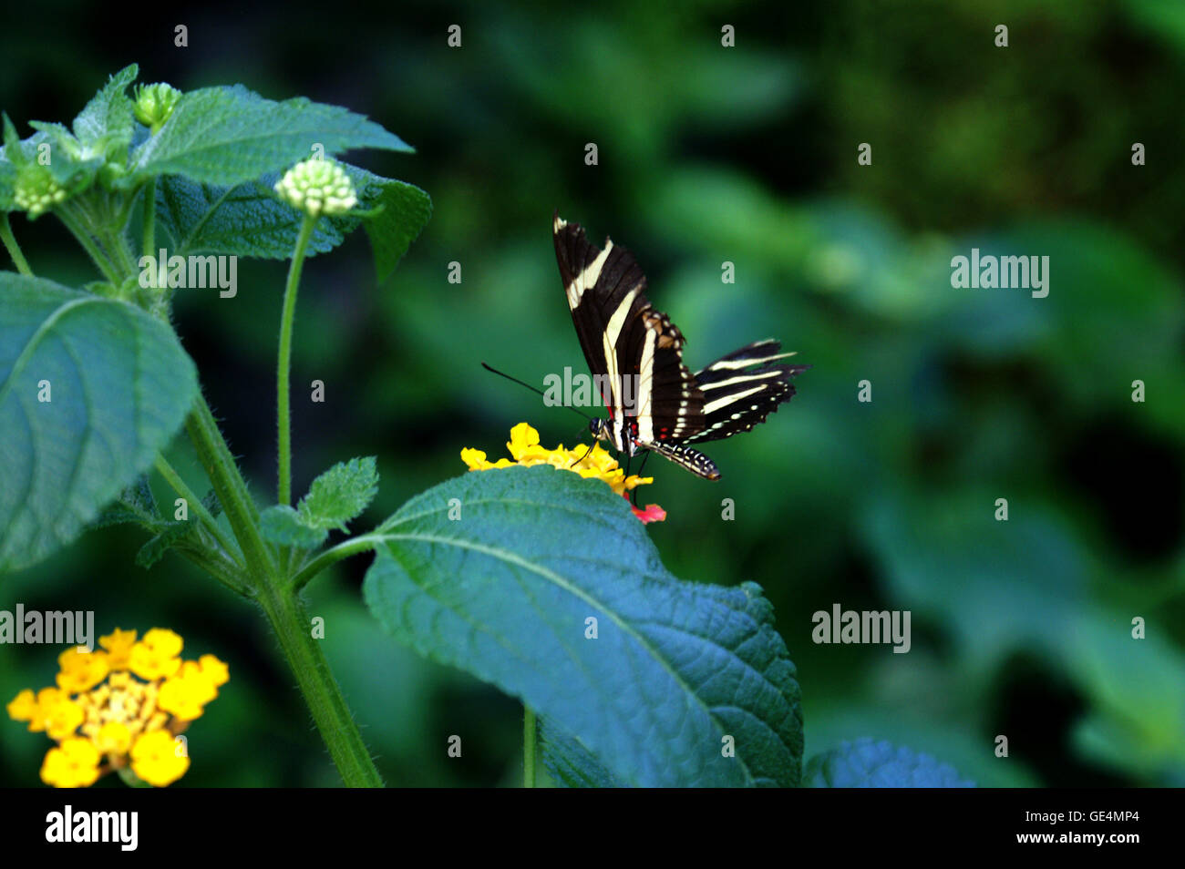 Zebra Longwing Butterfly (Heliconius charitonius) – Montreal Botanical ...