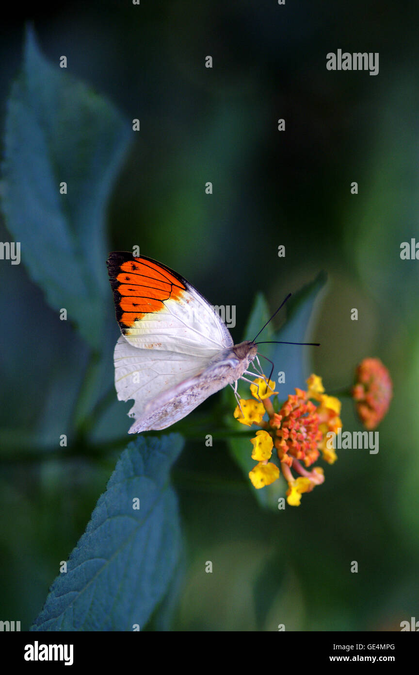 Orange-tip Butterfly (Anthocaris cardamines) – Montreal Botanical ...