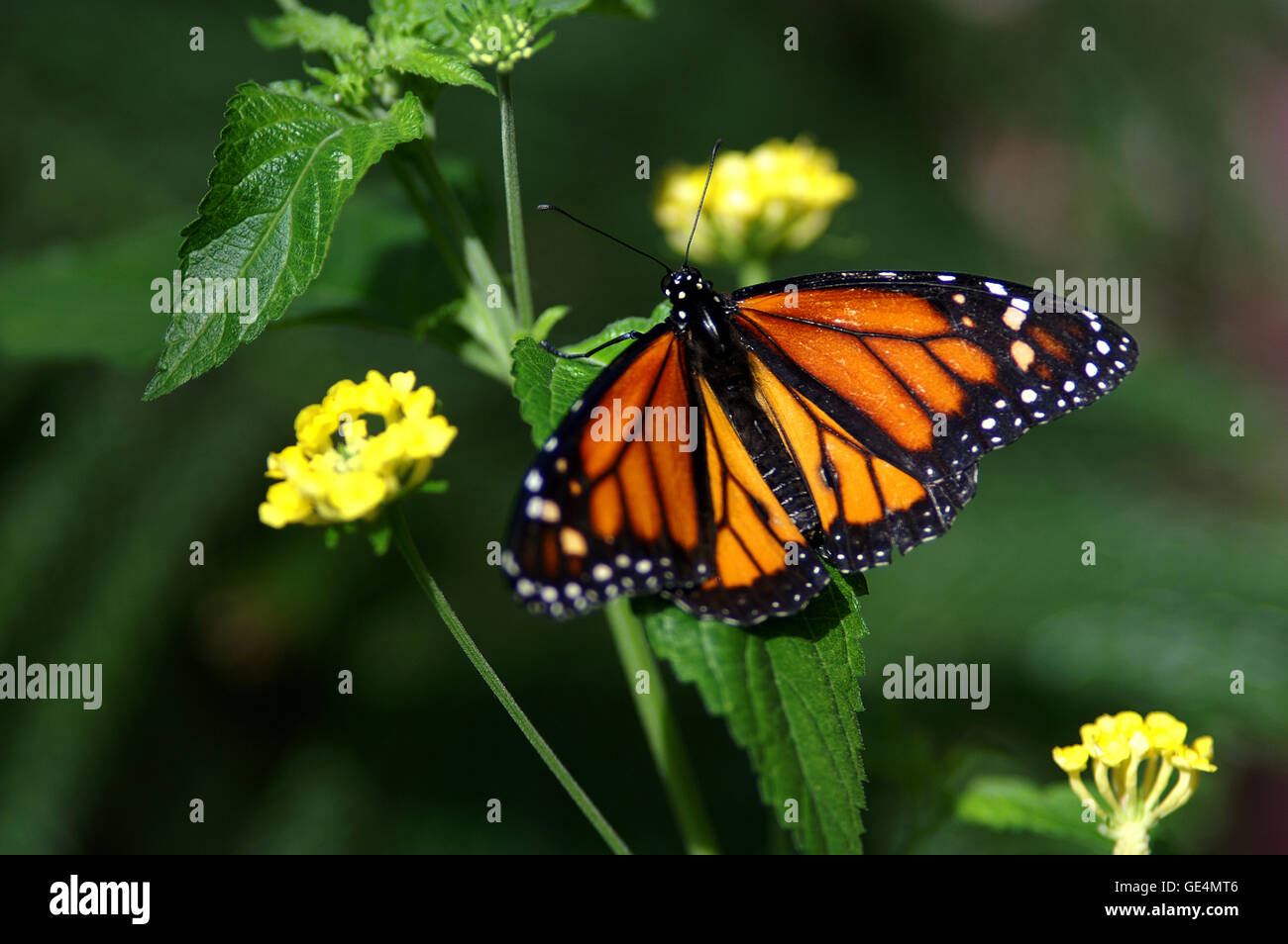 The Viceroy butterfly (Limenitis archippus) is a brown and orange non ...