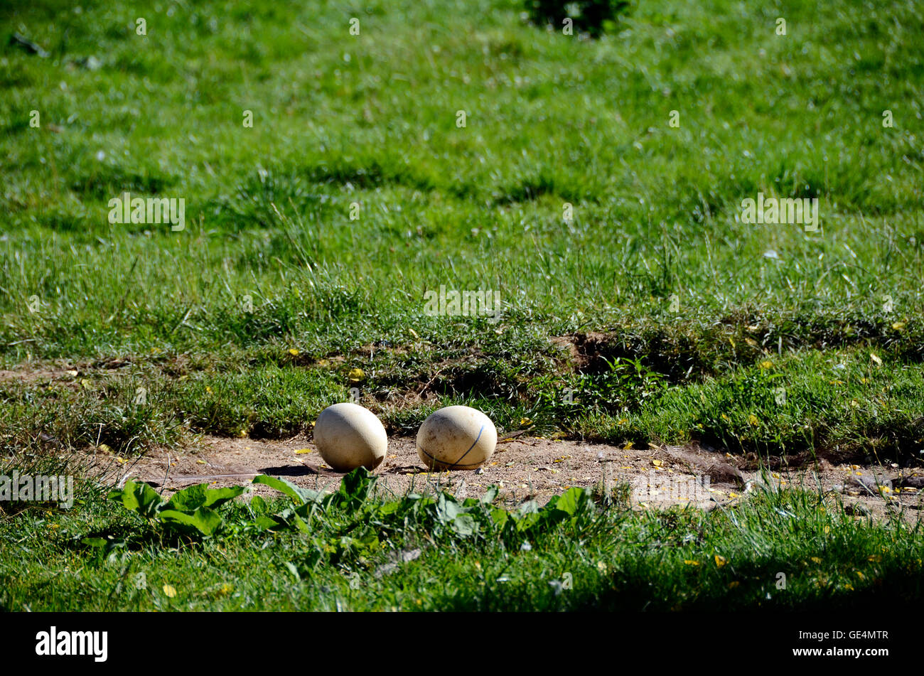 Two ostrich eggs hi-res stock photography and images - Alamy