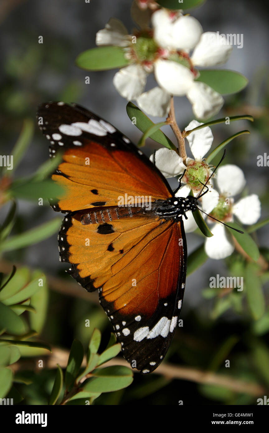 Leopard Lacewing Butterfly (Cethosia cyane) – Montreal Botanical ...