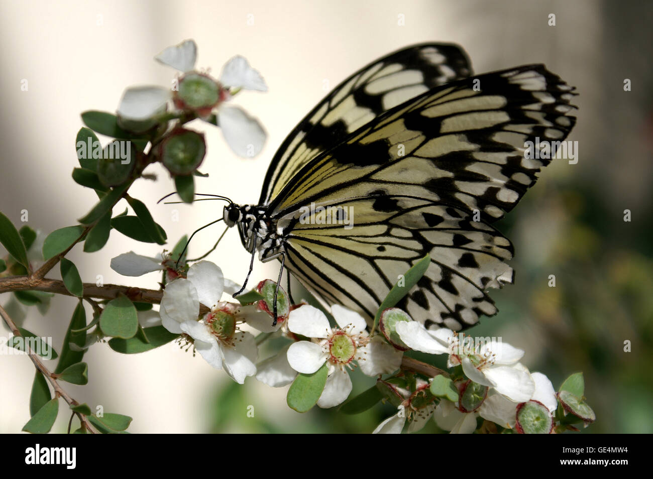 Tree Nymph butterfly (Idea leuconoe) – Montreal Botanical Gardens ...