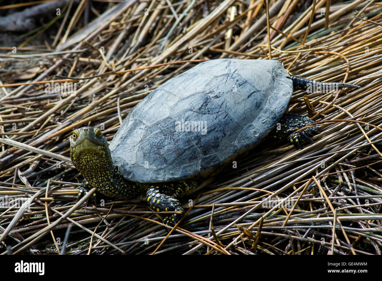 European Pond Terrapin Stock Photo - Alamy