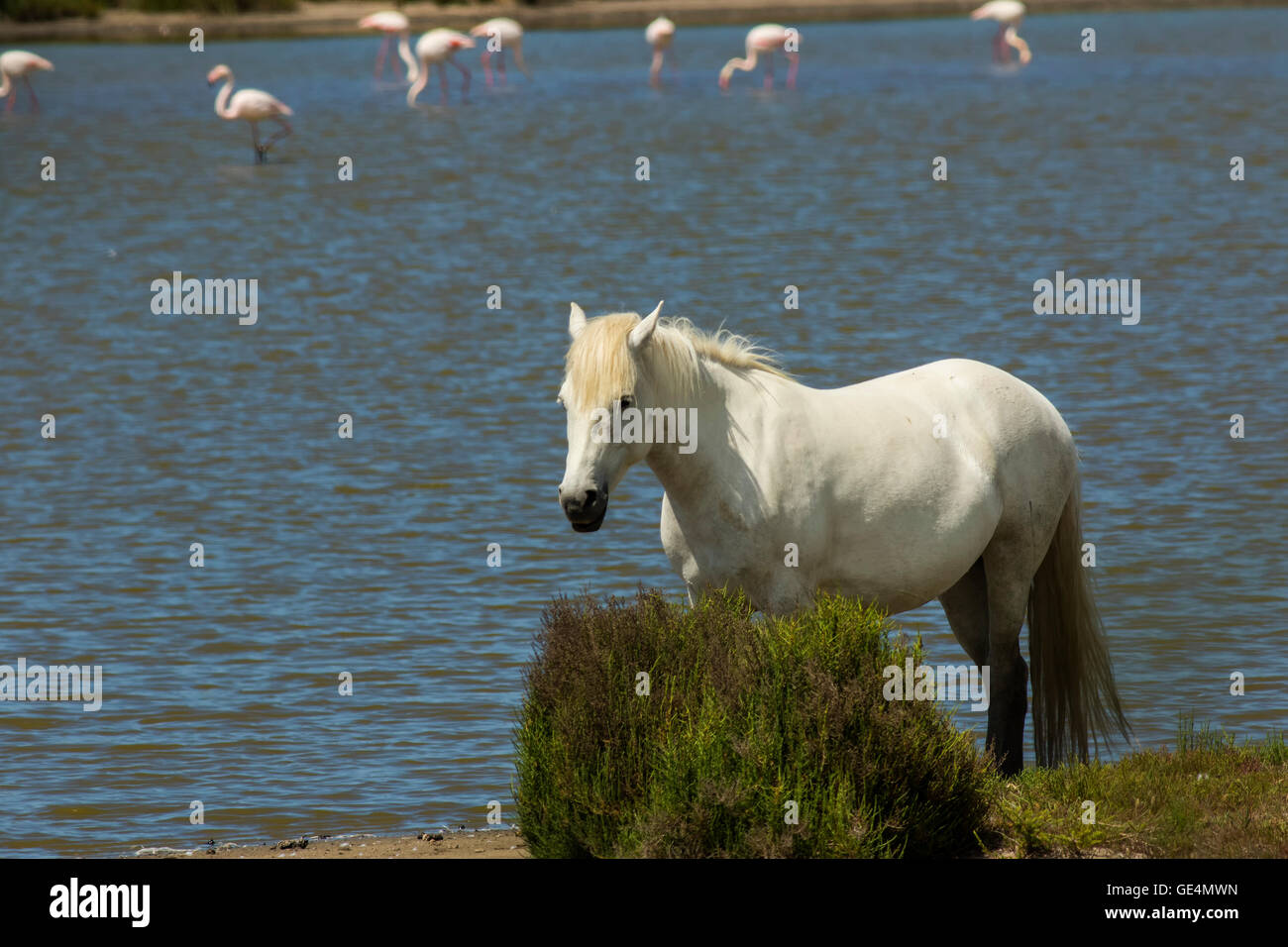 Wild Horse, Camargue Stock Photo - Alamy