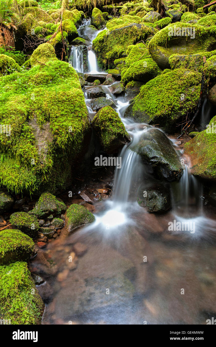 Rainforest waterfall rocks covered moss hi-res stock photography and ...