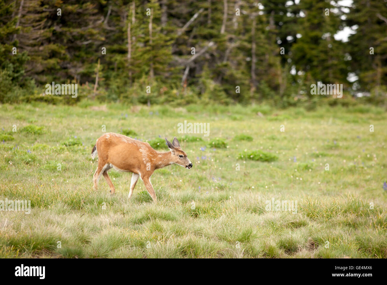 Deer grazes in the meadow Stock Photo - Alamy