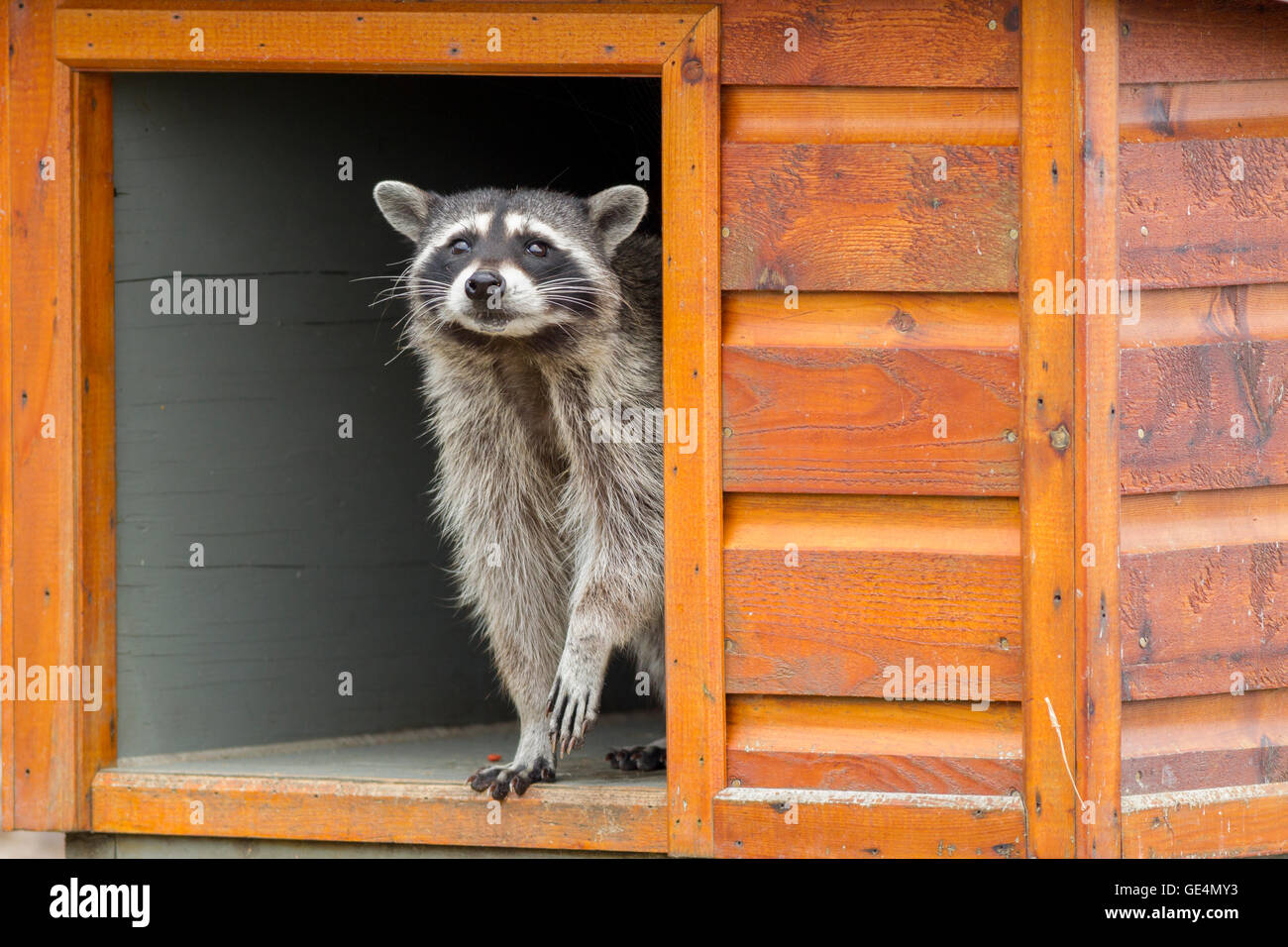 Raccoon peeking out from feeding box Stock Photo - Alamy