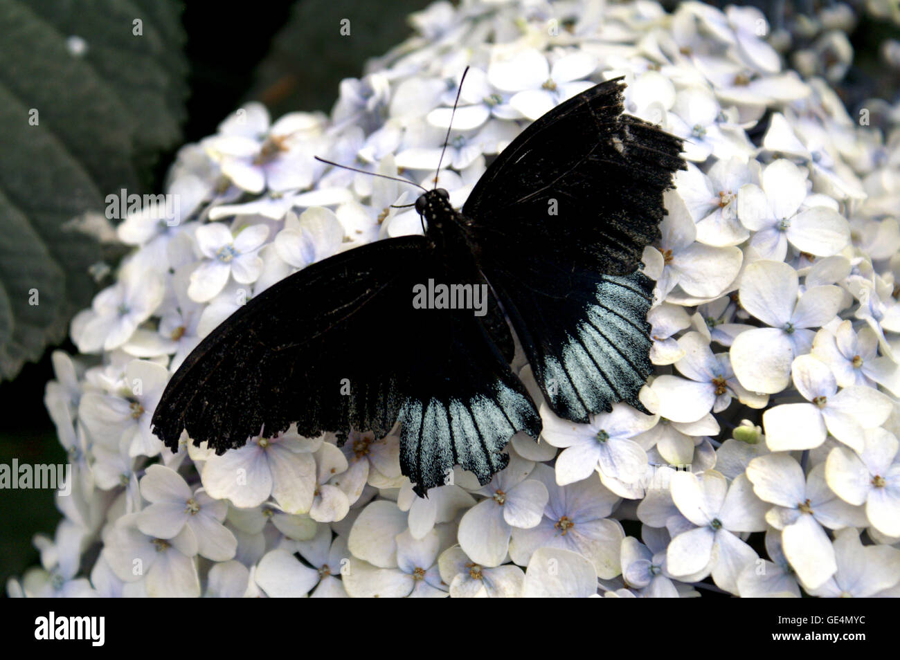Common Mormon Papilio polytes is a common species of swallowtail ...