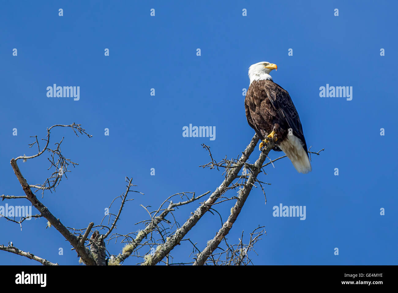 Eagle in barren tree Stock Photo - Alamy