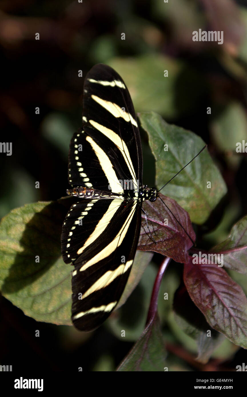 Zebra Longwing Butterfly (Heliconius charitonius) – Montreal Botanical ...