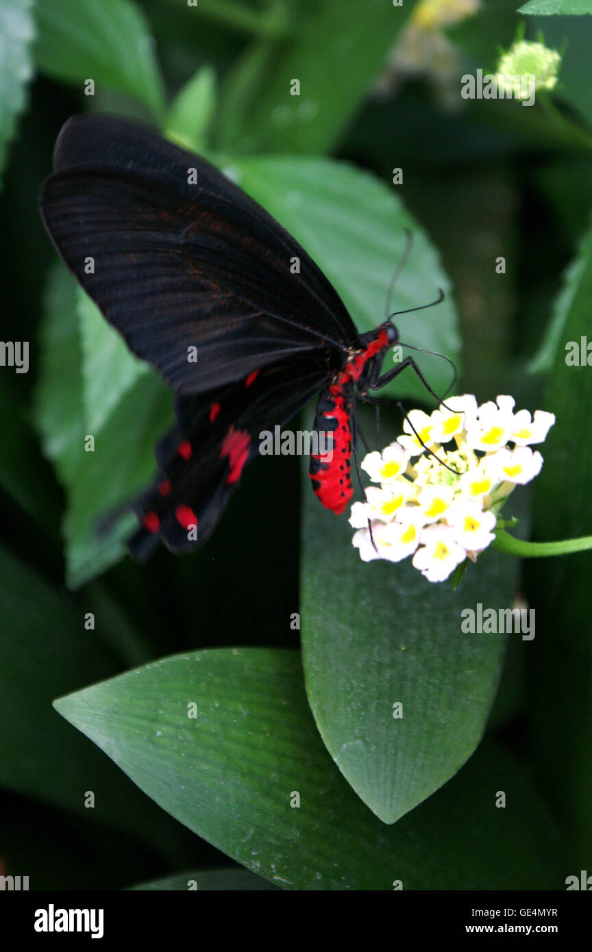 Heliconius Butterfly (Heliconius erato cyrbia) – Montreal Botanical ...