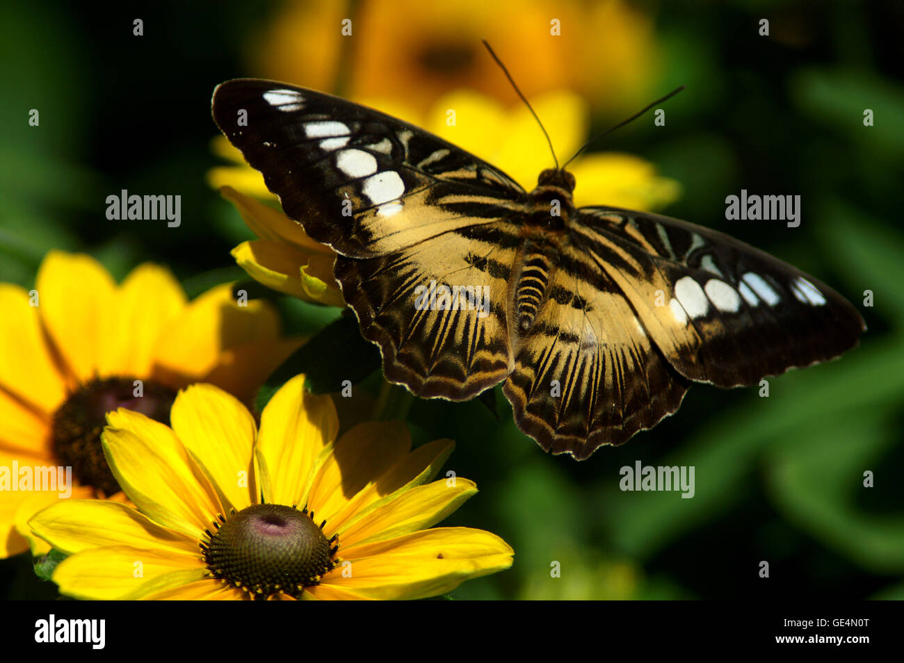 Yellow Clipper Butterfly (Parthenos sylvia) from the Phillipines ...