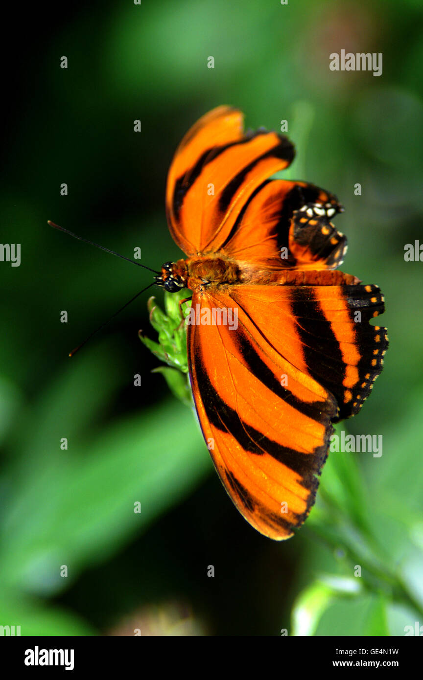 Banded Orange Butterfly (Dryadula phaetusa) – Montreal Botanical ...